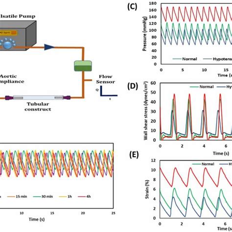 Hemodynamic Strength Assessment By Closed Flow Loop Model System A