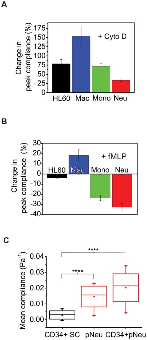 A The Cytoskeletal Drug Cytochalasin D Cyto D Disrupts Filamentous