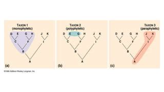 Basic Taxonomy Concepts And Principles Pptx