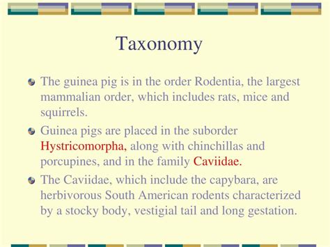Ppt Guinea Pig Cavia Porcellus Powerpoint Presentation Free Download