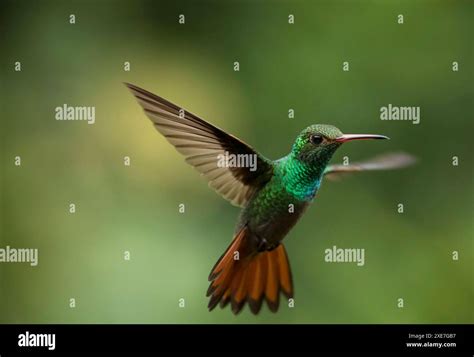 Rufous Tailed Hummingbird Lowland Rainforest Sarapiqui Costa Rica