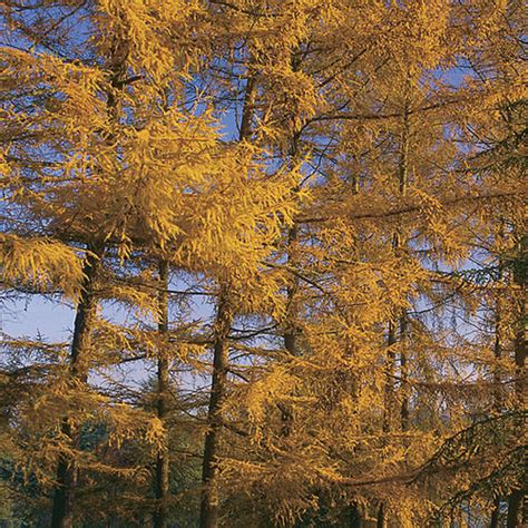 Golden Larch Finegardening
