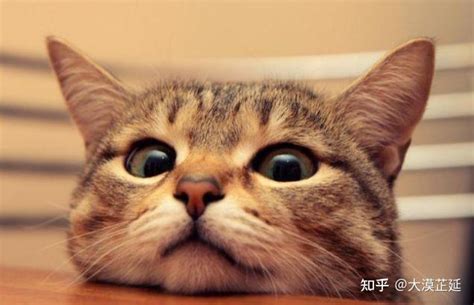 宠物的重要性 养宠物的六大好处 知乎