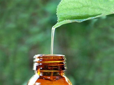 Plants Against Infection Treating And Alleviating Pain Naturally