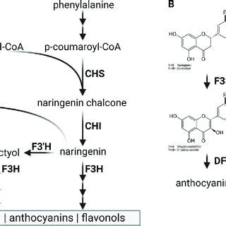 A Simplified Illustration Of The Flavonoid Biosynthesis With Focus On