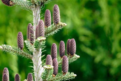 10 Facts About Cycadophyta