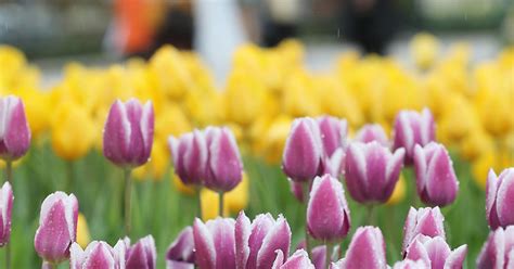 화려한 튤립 속 봄비