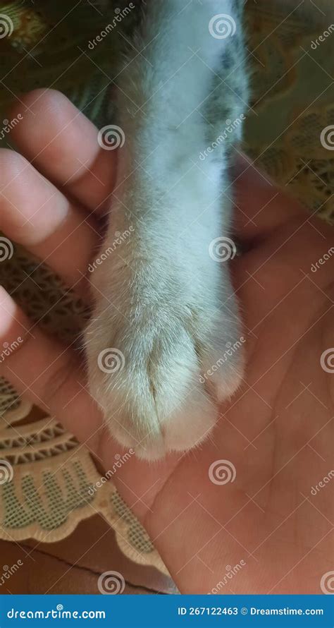 Whitecat Cathand Beuty Metacarpus Stock Image Image Of Interaction Cats 267122463