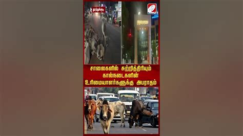 சாலைகளில் சுற்றித்திரியும் கால்நடைகள் மாநகராட்சி போட்ட ஸ்ட்ரிக்ட் ஆர்டர் Youtube