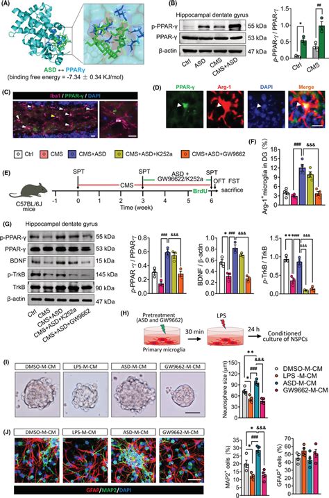 Blocking The Ppar‐γ Signaling Pathway Abolished The Pro‐neurogenic Download Scientific Diagram