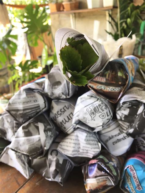 ☘️🍓สั่งกี่ต้นเ งอกเงยดี ไมโคร ออร์แกนิค ฟาร์ม By มาดามดอย