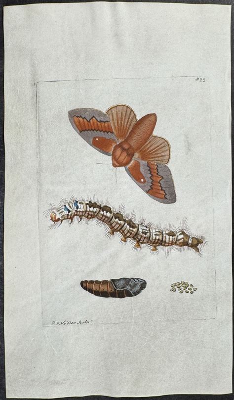 Pine Moth Metamorphosis Trillium Rare Prints