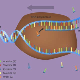 1 Process Of Transcription Borrowed From Genome Research Limited Download Scientific Diagram