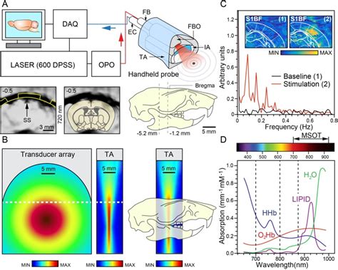 Visualizing Cortical Response To Optogenetic Stimulation And Sensory