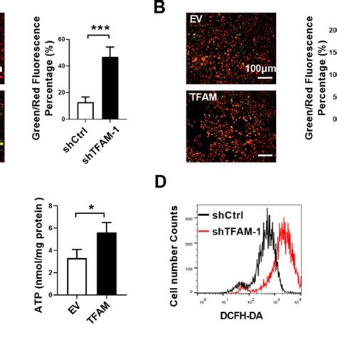 Tfam Deficiency Induces Mitochondrial Dysfunction Of Escc Cells A B Download Scientific
