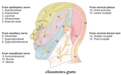 Head And Neck Anatomy Archives Class Notes