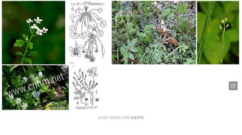 双果荠属megadenia拉丁名学名属名科名植物生活型图片