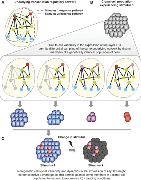 A Schematic Model Describing The Conceptual Framework Of Differential Download Scientific