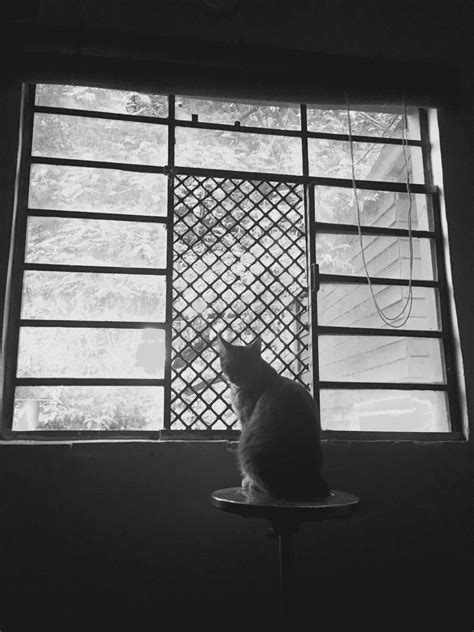 무료 이미지 빛 검정색과 흰색 화이트 사진술 창문 벽 색깔 그림자 어둠 검은 단색화 조명 인테리어 디자인 영상 모양 흑백 사진 창 덮개