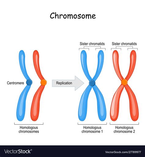 Nonhomologous Chromosomes