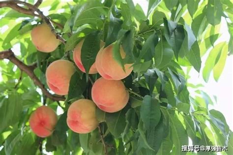 桃子什么时候套袋最佳 正确的套袋方法进行