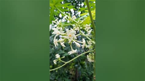 파파야 꽃이 피었습니다 파파야 파파야꽃 열대과일 Youtube