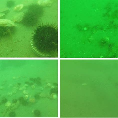 Some Frames In Underwater Datasets Underwater Optimal Images Captured