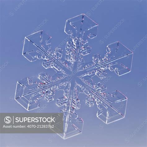 Snowflakes Electron Microscope