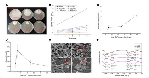 Effects Of Cadmium Exposure In T Pubescens And Its Cadmium Removal