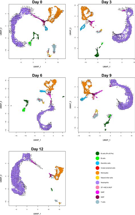 Rna Velocity Estimates For Each Cell Type Over Time Estimates Arrows Download Scientific
