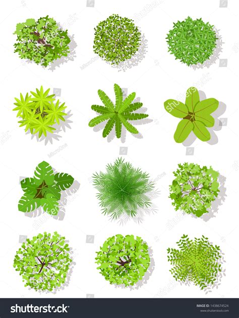 Top View Tree Landscape Plan Trees Stock Vector Royalty Free 1438674524