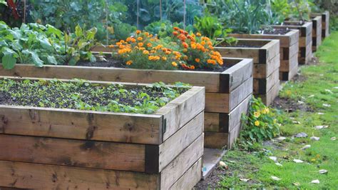 Container Gardening For Seniors Tips And Tricks For An Accessible And
