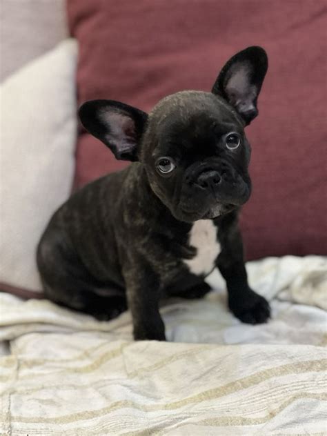 Френски булдог дама на 2 месеца гр Стамболийски • Olx Bg