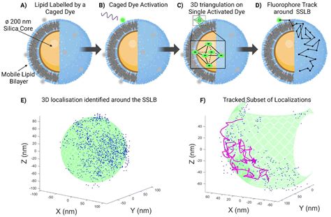 Minflux μs And Nm Precision 3d Tracking Of Dynamic Lipid Mobility On Nanoparticles Nanoscale