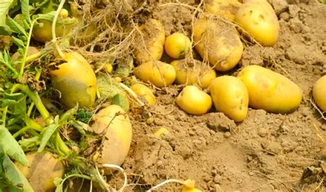 Як правильно підживлювати картоплю під час посадки Читайте на Ukr Net