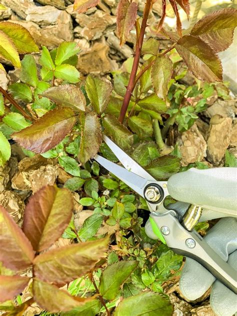 Pruning Twigs Of Roses Care Of Flower Garden Stock Image Image Of