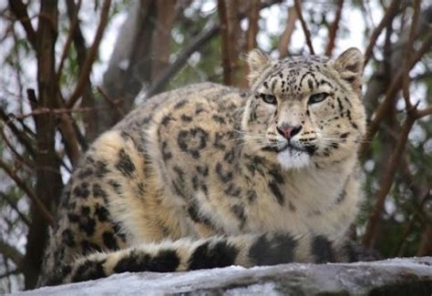 Melanistic On Tumblr