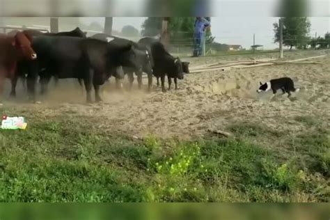 小小牛群竟敢班门弄斧，牧羊犬一出马，直接手到擒来