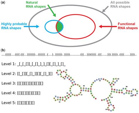 A Conceptual Diagram Of The Rna Ss Shape Morphospace The Set Of All