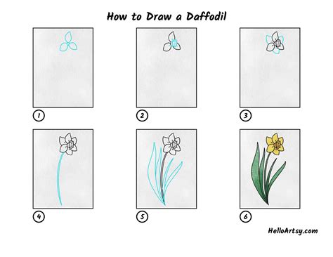 Narcissus Flower Drawing Step By Step