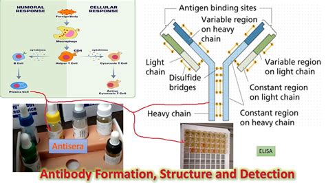 Immunoglobulin Introduction Types Function Isotypes Allotypes Idiotyp