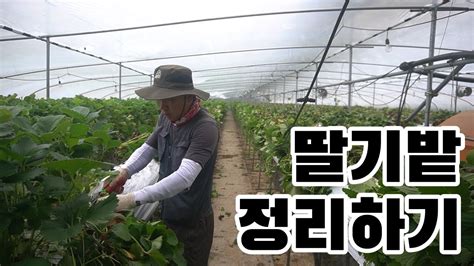 딸기밭 정리 Youtube