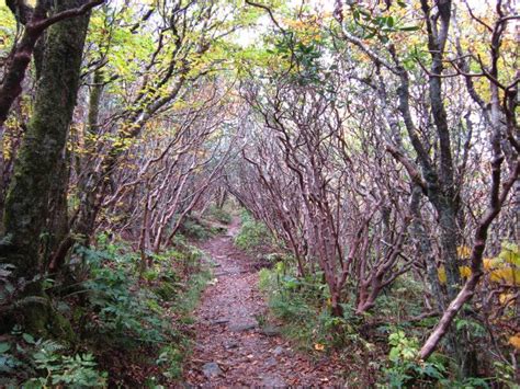 9 Babe Known Wonders And Hidden Parks In North Carolina Craggy Gardens Beautiful Places