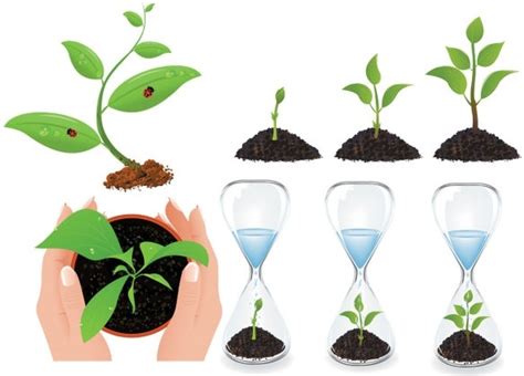 Seedlings Vector Free Vector In Encapsulated PostScript Eps Eps Vector Illustration Graphic