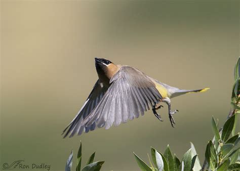 Cedar Waxwing In Flight A Work In Progress Feathered Photography