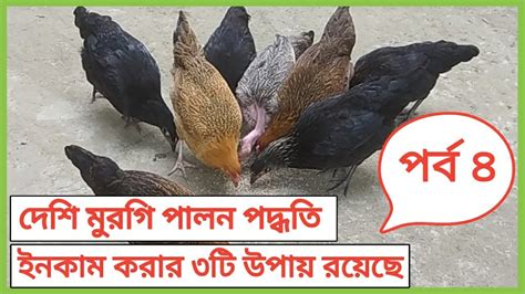 দেশি মুরগি পালন পদ্ধতি পর্ব ৪ ইনকাম করার ৩টি উপায়। Youtube