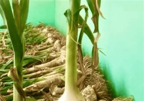 G1 Garilc Narc Approved