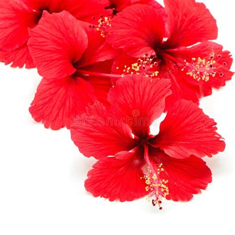 红色木槿 库存照片 图片 包括有 绽放 热带 灌木 特写镜头 雄芯花蕊 健康 草本 国家 32677516