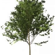 Architecture Tree PNG All