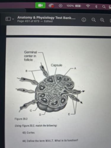 Chapter 20 A P Flashcards Quizlet